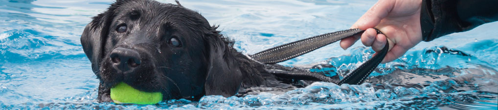 FourPaws | Canine Hydrotherapy in Norfolk, rehabilitation and exercise ...