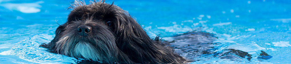 FourPaws | What is Canine Hydrotherapy?